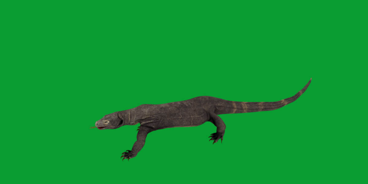 Komodo Dragon Monitor Lizard - 3D Model by Nyilonelycompany