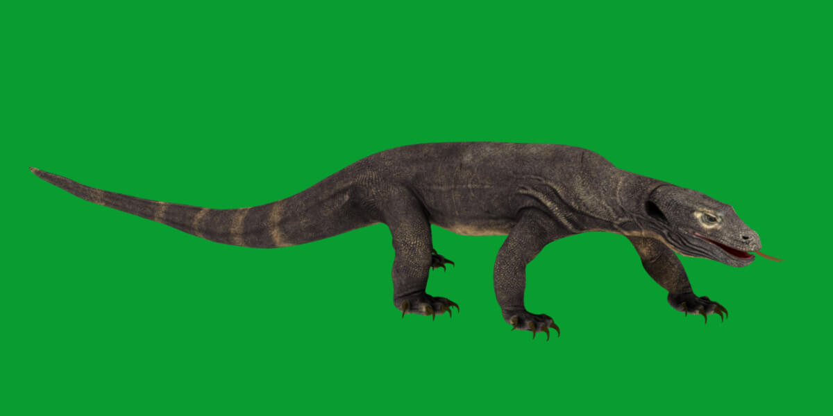 Komodo Dragon Monitor Lizard - 3D Model by Nyilonelycompany