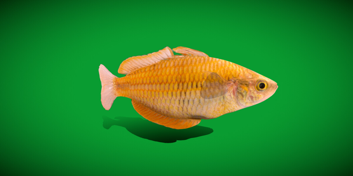 Lake Kurumoi Rainbowfish - 3D Model by Nyilonelycompany