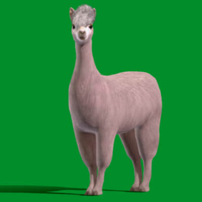 Llama Domesticated Animal - 3D Model by Nyilonelycompany