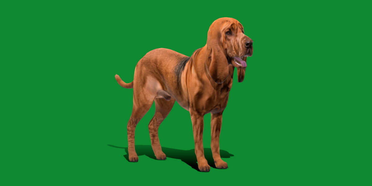 Le Chien De Saint-Hubert Dog 3D Model by Nyilonelycompany