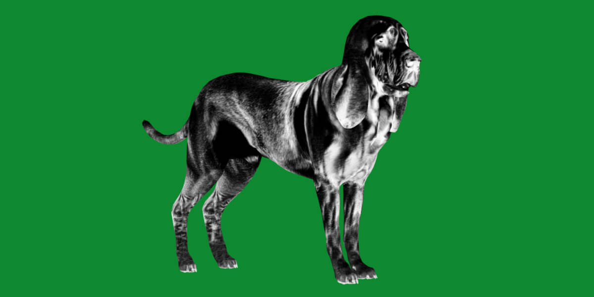 Le Chien De Saint-Hubert Dog 3D Model by Nyilonelycompany