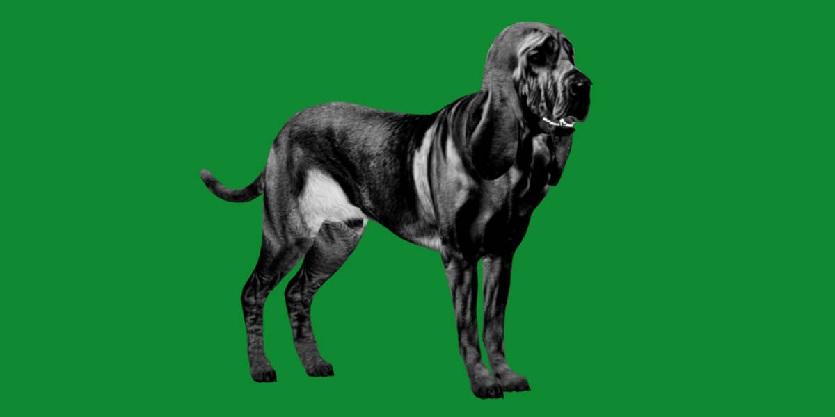 Le Chien De Saint-Hubert Dog 3D Model by Nyilonelycompany