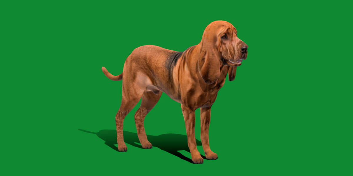 Le Chien De Saint-Hubert Dog 3D Model by Nyilonelycompany
