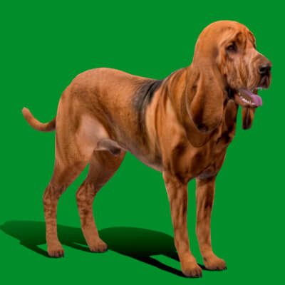 Le Chien De Saint-Hubert Dog 3D Model by Nyilonelycompany