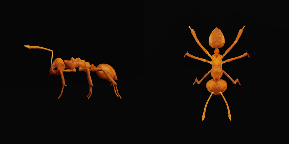 Leafcutter Ant Insect - 3D Model by Nyilonelycompany