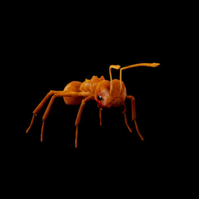 3D Models | Insects | Ants | RenderHub
