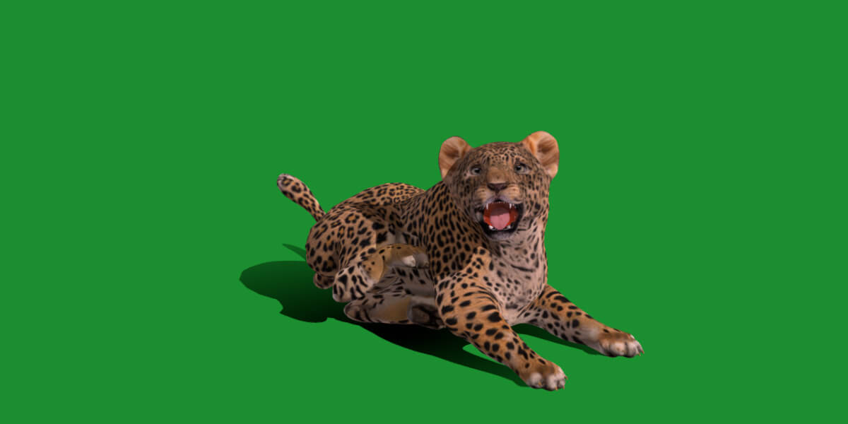 Leopard Cub Cat - 3D Model by Nyilonelycompany