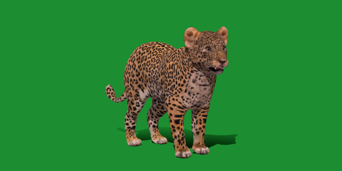Leopard Cub Cat - 3D Model by Nyilonelycompany