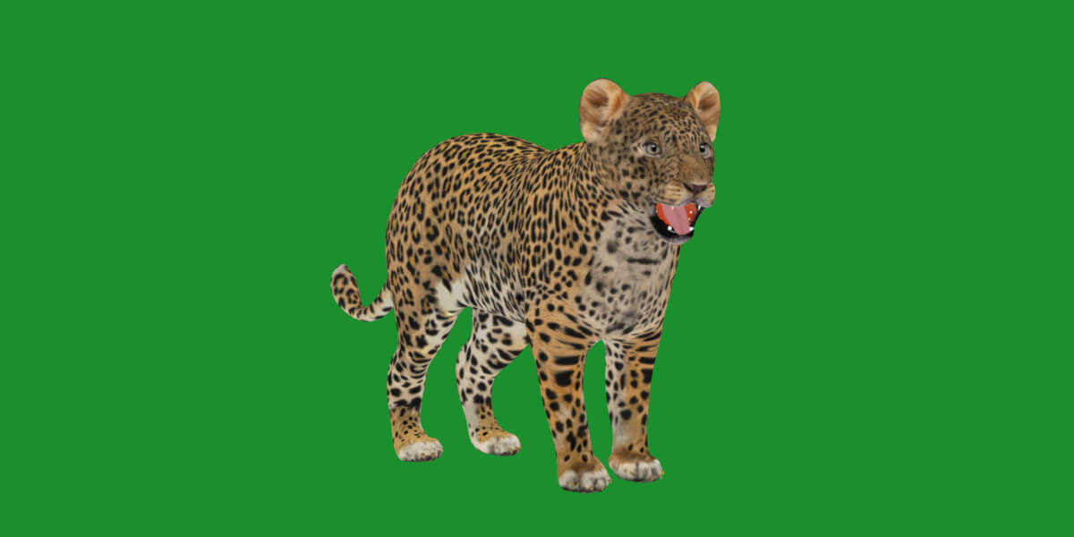 Leopard Cub Cat - 3D Model by Nyilonelycompany