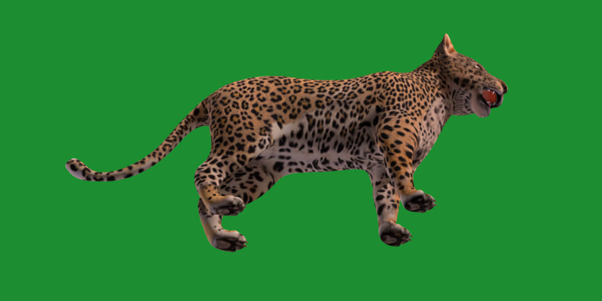 Leopard Cub Cat - 3D Model by Nyilonelycompany