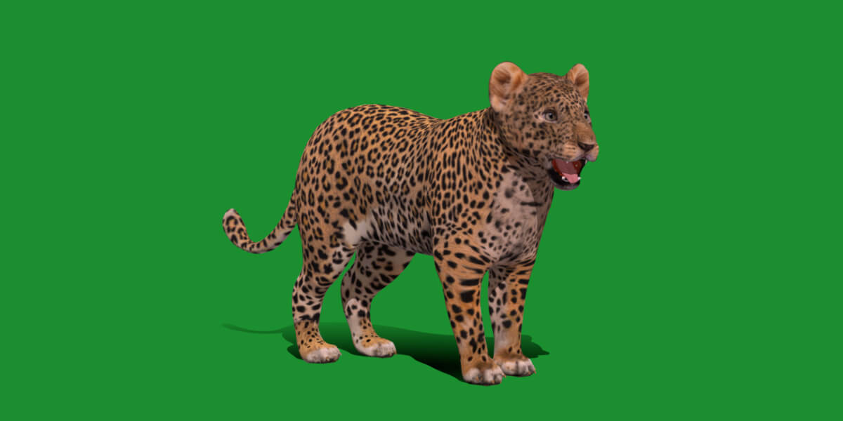 Leopard Cub Cat - 3D Model by Nyilonelycompany