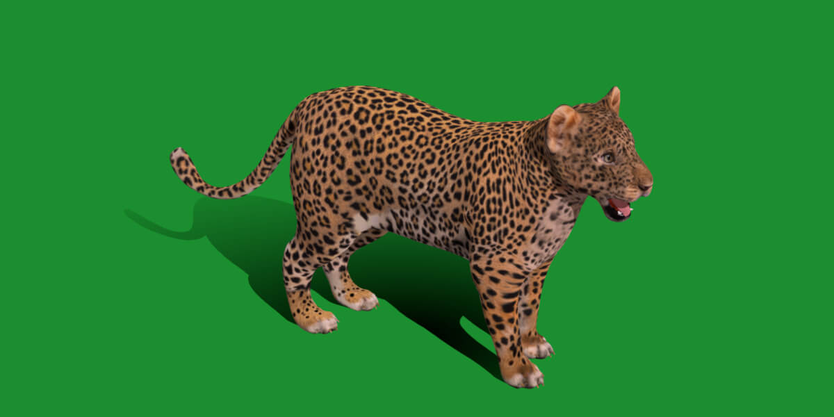 Leopard Cub Cat - 3D Model by Nyilonelycompany