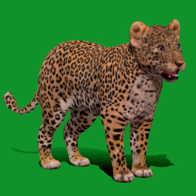 Leopard Cub Cat - 3D Model by Nyilonelycompany