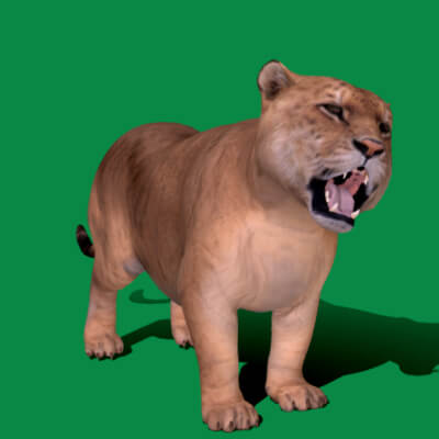 Liger Hybrid Feline - 3D Model by Nyilonelycompany
