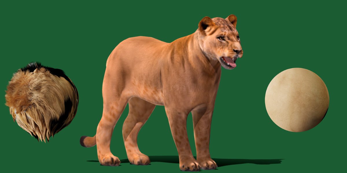 Lioness Cub Cat - 3D Model by Nyilonelycompany