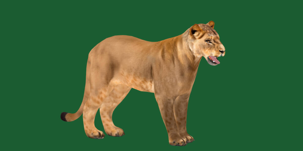 Lioness Cub Cat - 3D Model by Nyilonelycompany