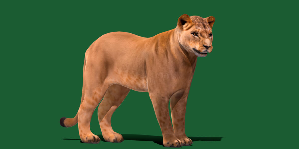 Lioness Cub Cat - 3D Model by Nyilonelycompany