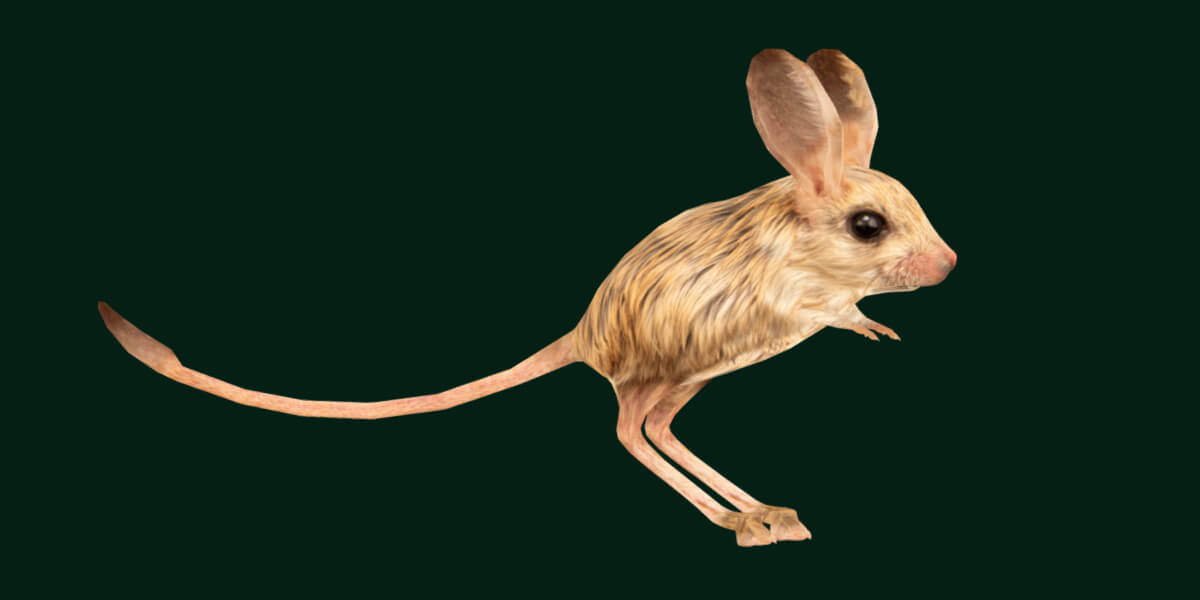Long-Eared Jerboa Rodent 3D Model by Nyilonelycompany