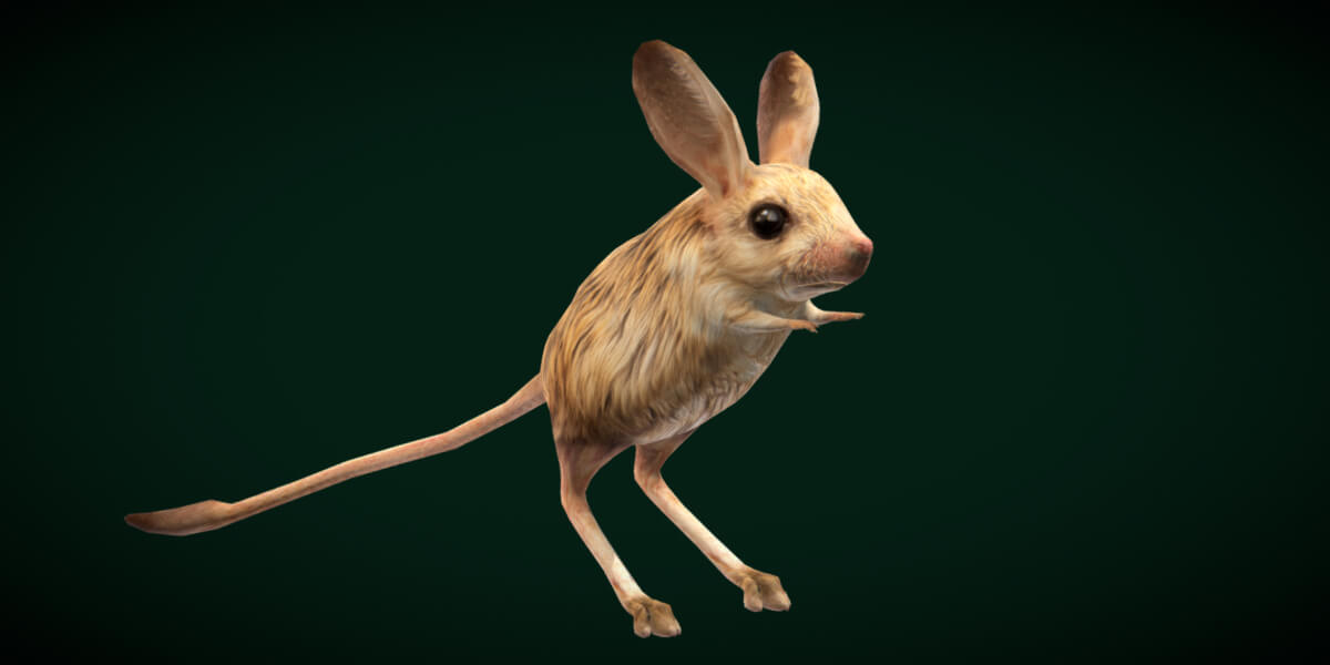 Long-Eared Jerboa Rodent 3D Model by Nyilonelycompany