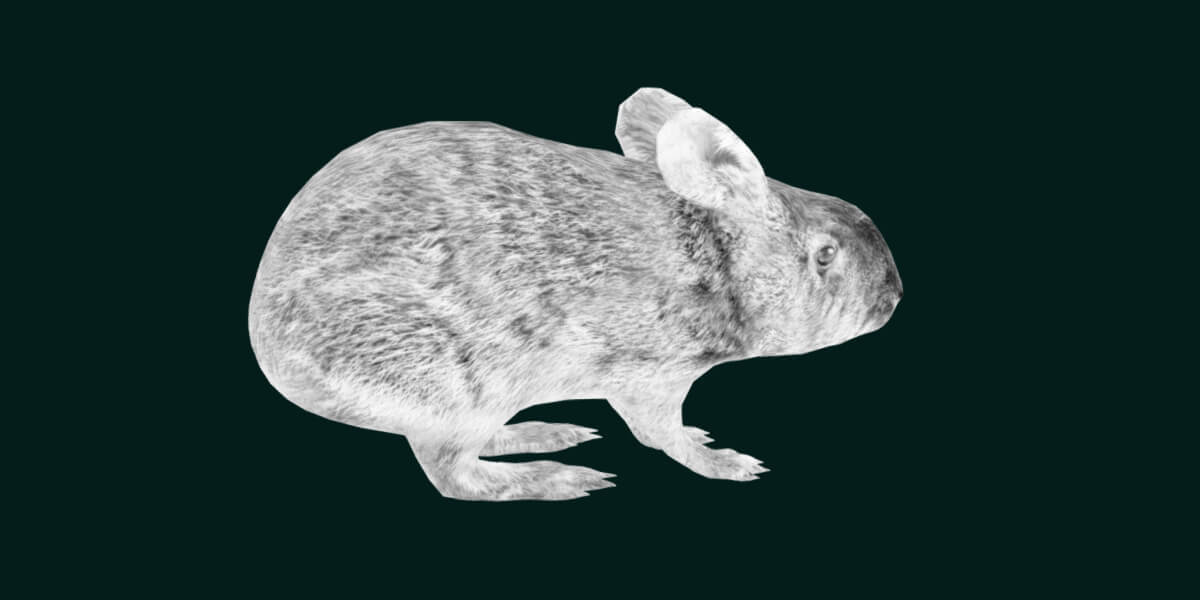 Lower Keys Marsh Rabbit - 3D Model by Nyilonelycompany