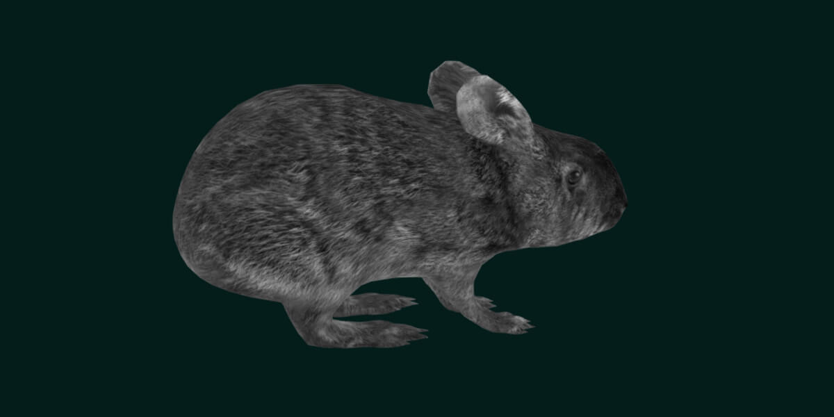 Lower Keys Marsh Rabbit - 3D Model by Nyilonelycompany