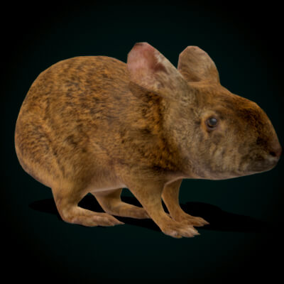 Lower Keys Marsh Rabbit - 3D Model by Nyilonelycompany