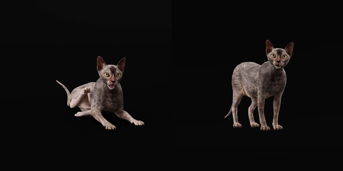 Lykoi Wolf Cat - 3D Model by Nyilonelycompany