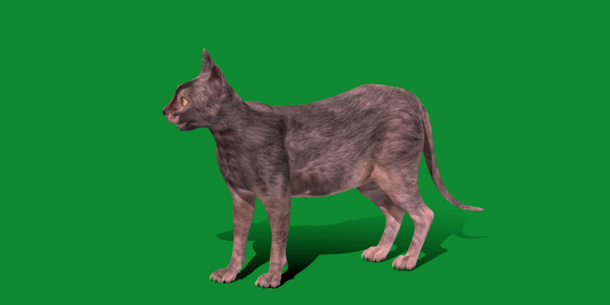 Lykoi Wolf Cat - 3D Model by Nyilonelycompany