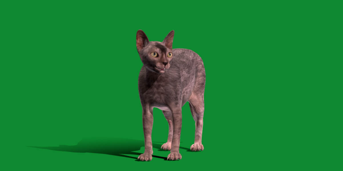 Lykoi Wolf Cat - 3D Model by Nyilonelycompany