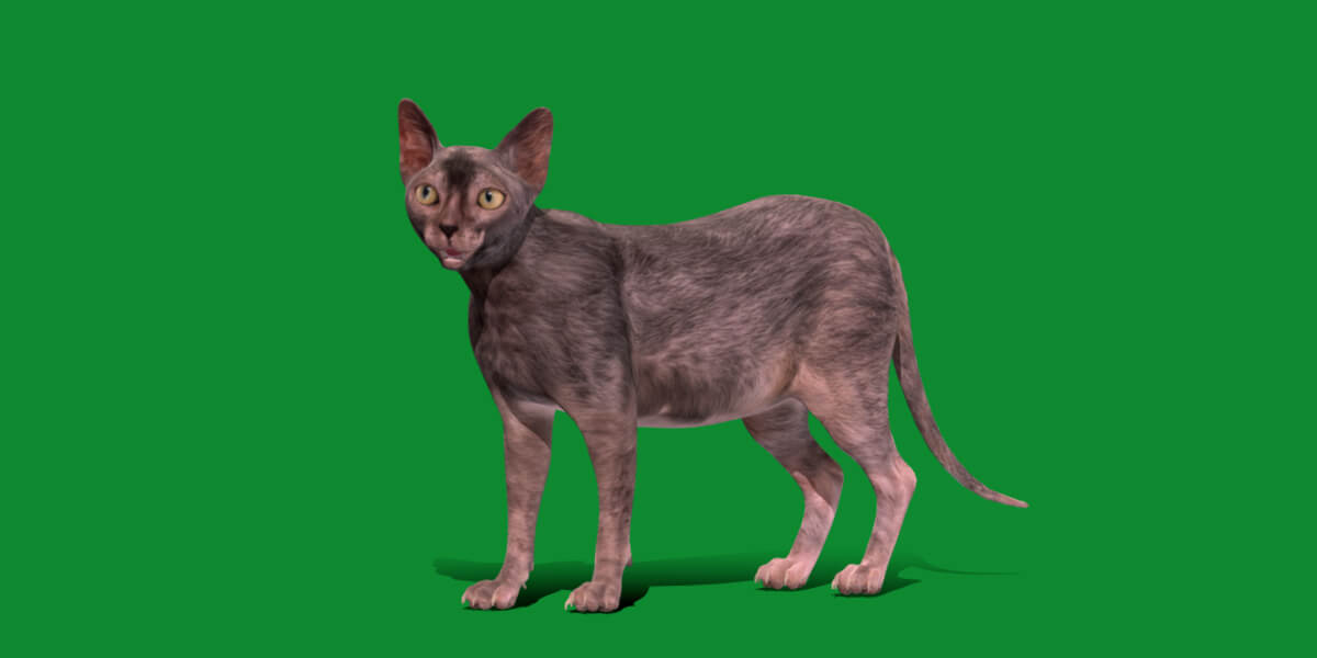 Lykoi Wolf Cat - 3D Model by Nyilonelycompany