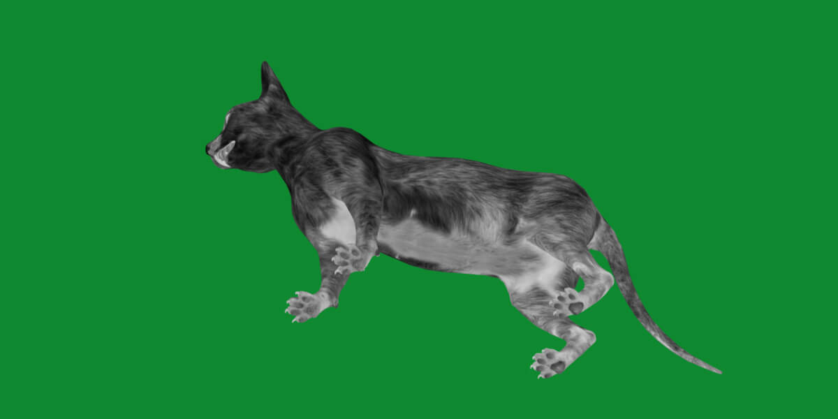 Lykoi Wolf Cat - 3D Model by Nyilonelycompany