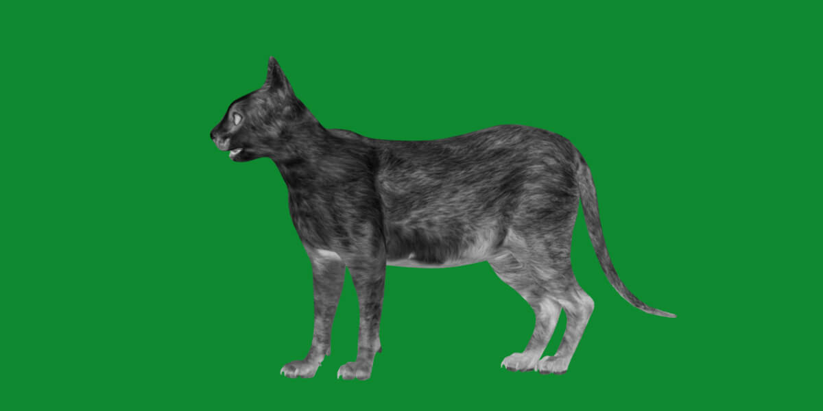 Lykoi Wolf Cat - 3D Model by Nyilonelycompany