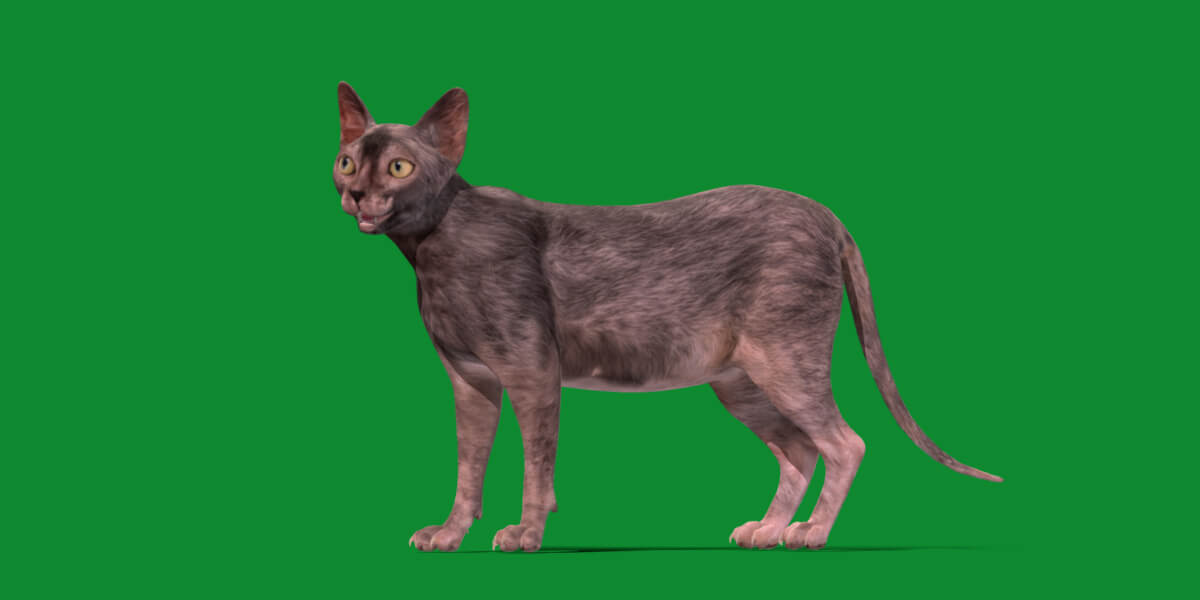 Lykoi Wolf Cat - 3D Model by Nyilonelycompany