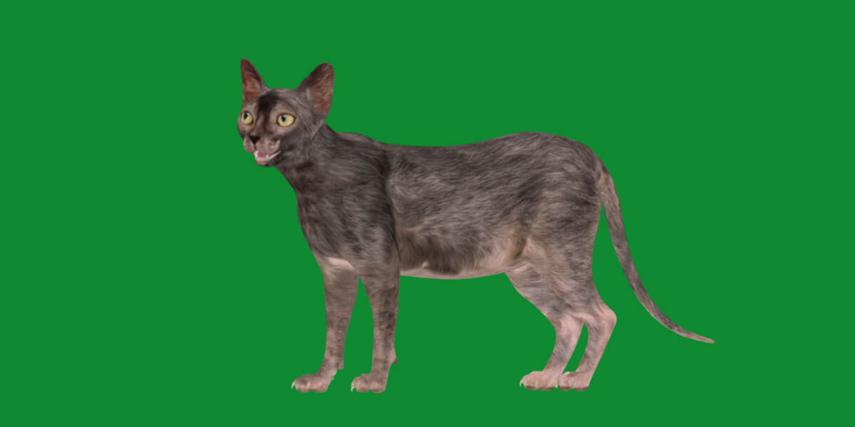 Lykoi Wolf Cat - 3D Model by Nyilonelycompany