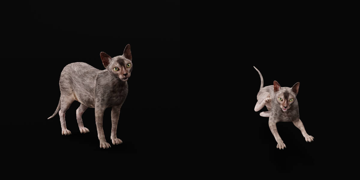 Lykoi Wolf Cat - 3D Model by Nyilonelycompany