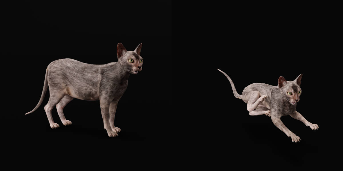 Lykoi Wolf Cat - 3D Model by Nyilonelycompany