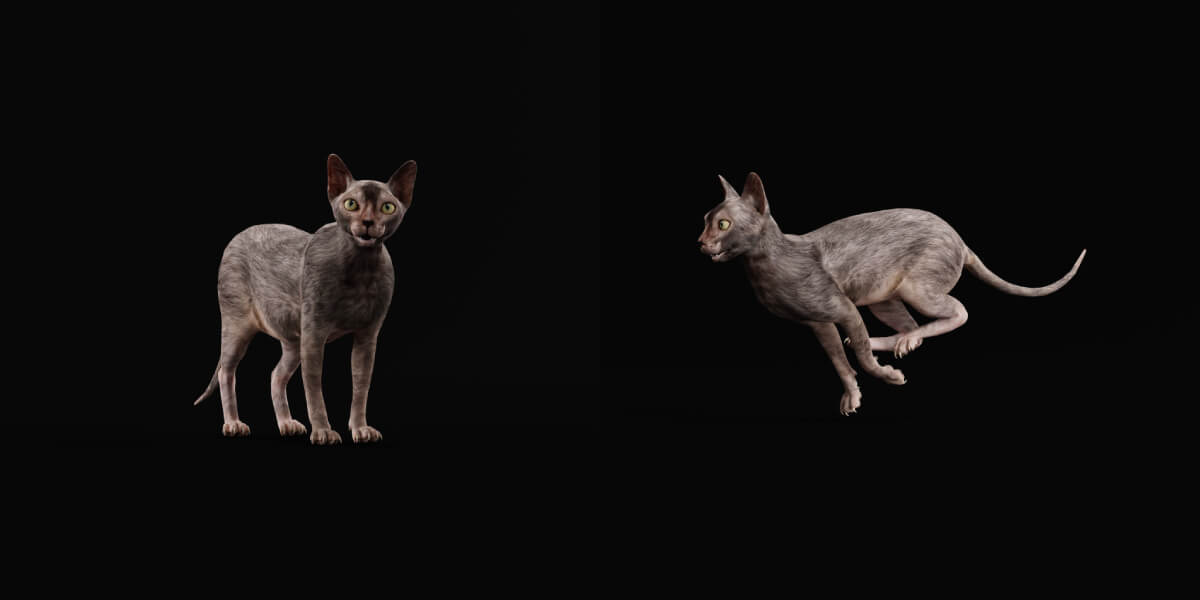 Lykoi Wolf Cat - 3D Model by Nyilonelycompany