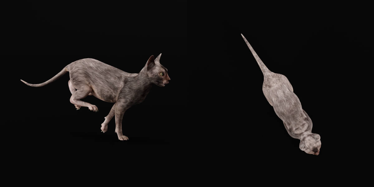 Lykoi Wolf Cat - 3D Model by Nyilonelycompany