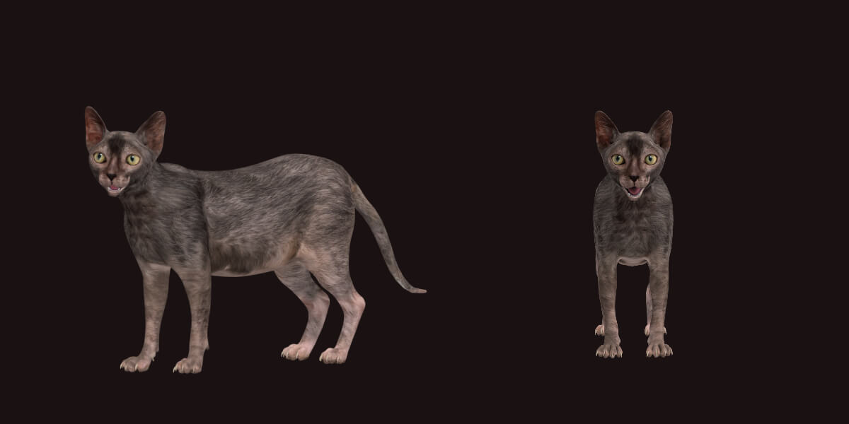 Lykoi Wolf Cat - 3D Model by Nyilonelycompany