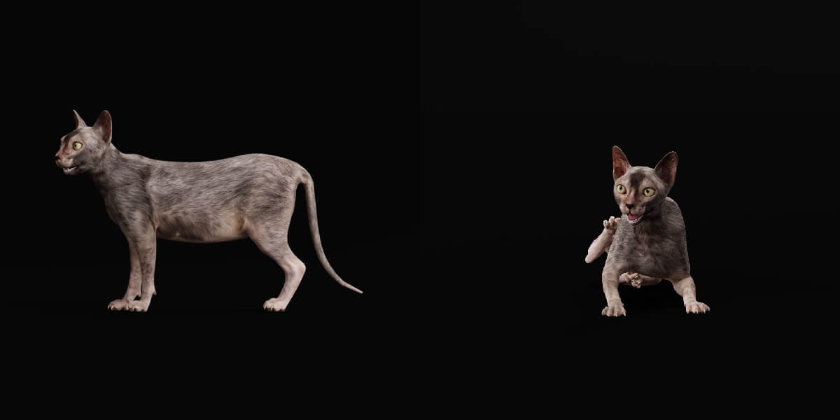Lykoi Wolf Cat - 3D Model by Nyilonelycompany