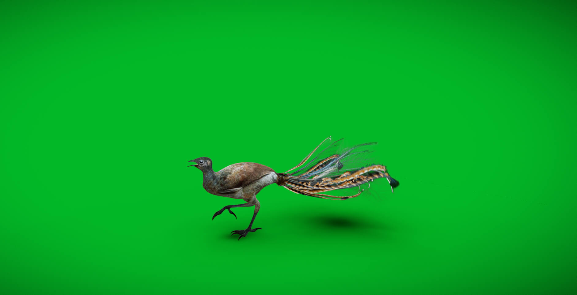 Lyrebird Menura - 3D Model by Nyilonelycompany