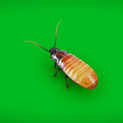 3D Models | Insects | Insects | RenderHub