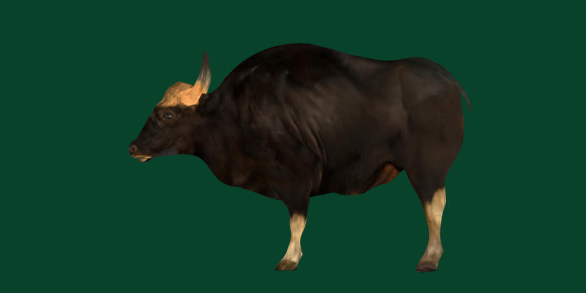 Malayan Gaur Indian Bison - 3D Model by Nyilonelycompany