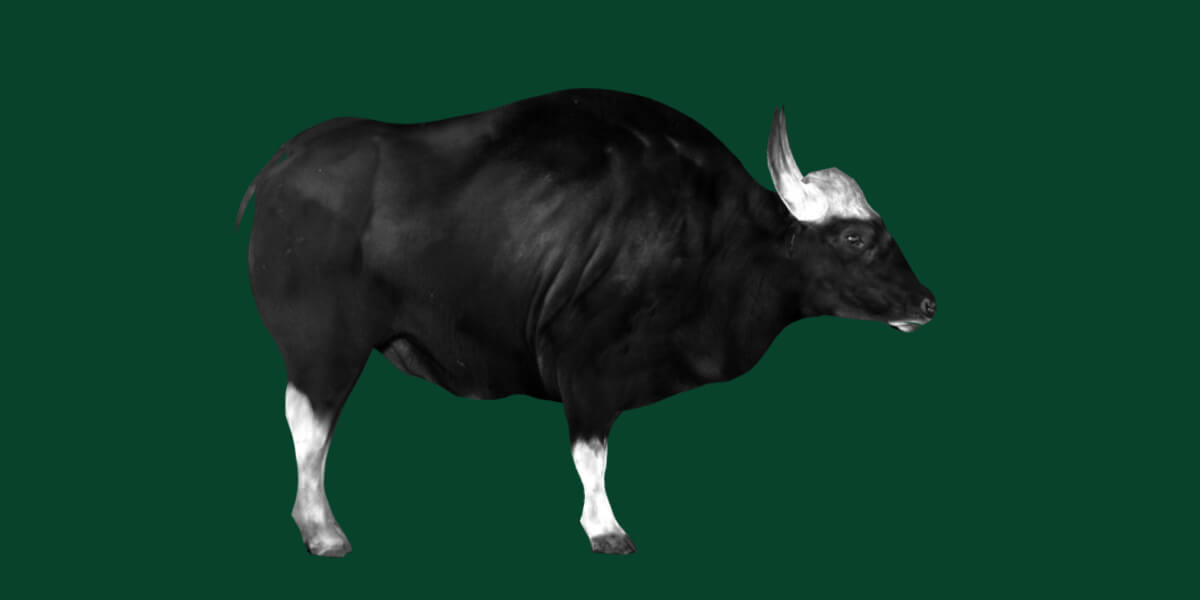 Malayan Gaur Indian Bison - 3D Model by Nyilonelycompany