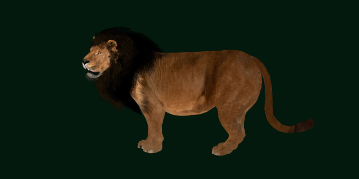 Male African Lion - 3D Model by Nyilonelycompany