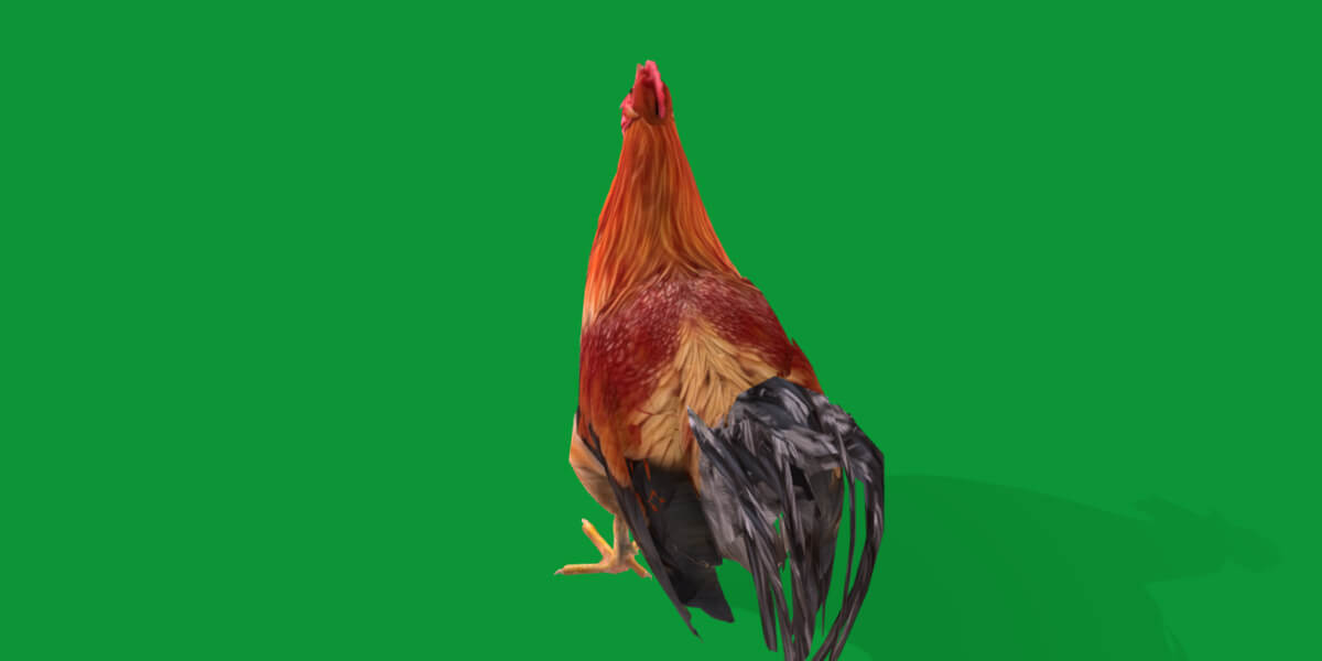 Male Chicken Rooster - 3D Model by Nyilonelycompany