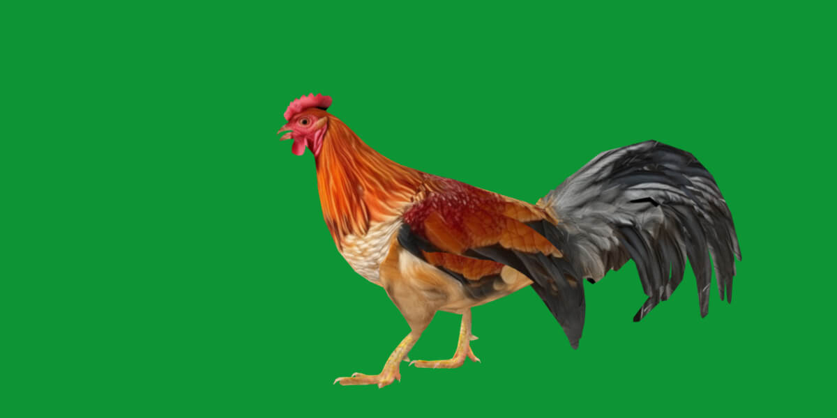 Male Chicken Rooster - 3D Model by Nyilonelycompany