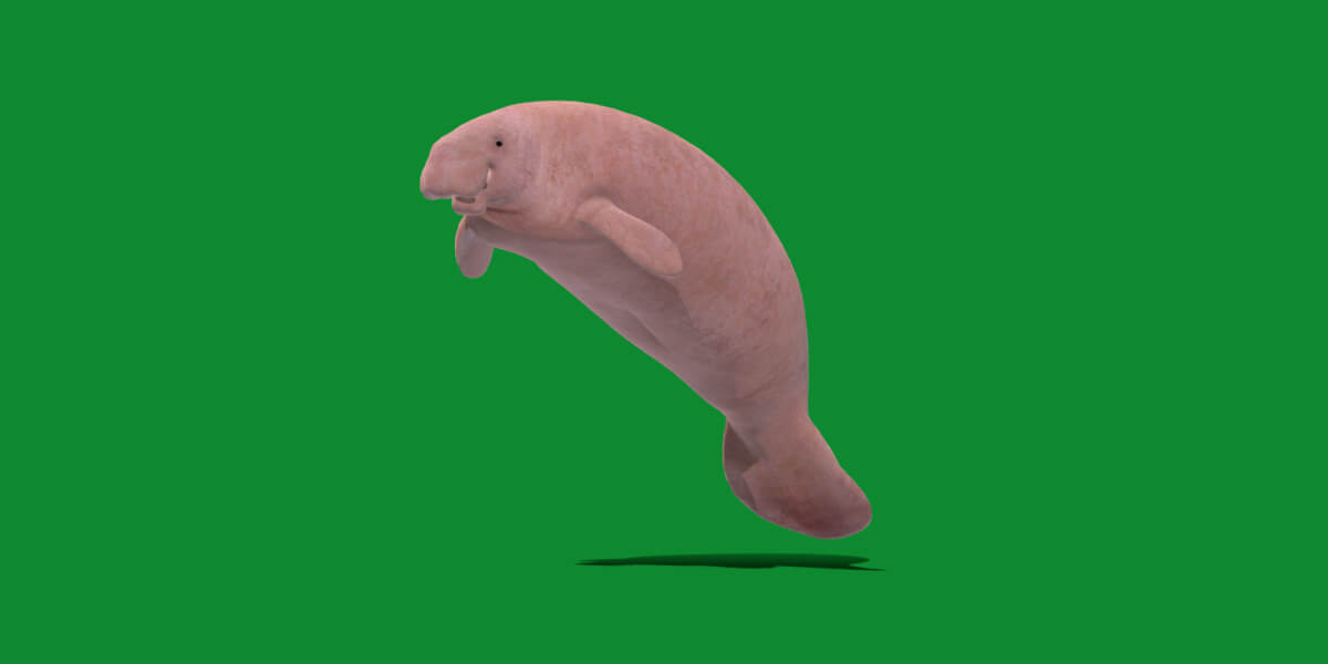 Manatee Sea Cow - 3D Model by Nyilonelycompany