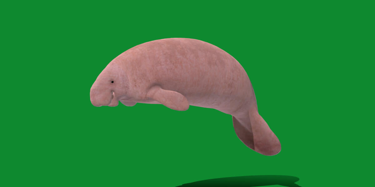 Manatee Sea Cow - 3D Model by Nyilonelycompany